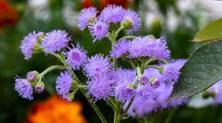 The Charming Floss Flower: A Lush Addition to Any Garden - Kickstand ...